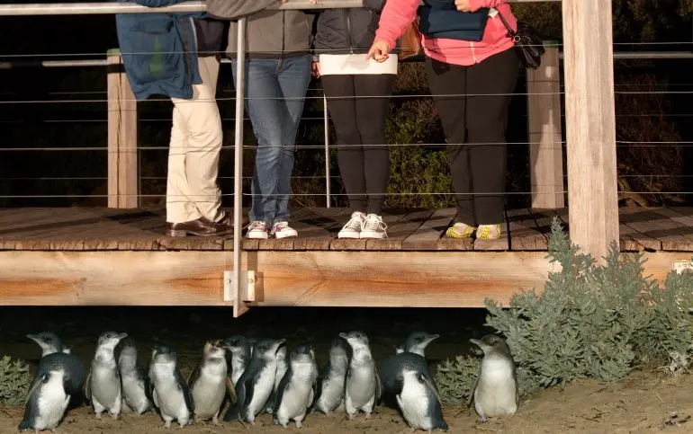 Melbourne Sightseeing and Penguin Parade Private Tour